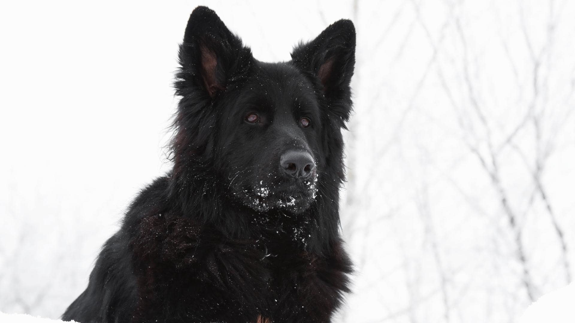 11 Breeds Of Black Dogs With Pointy Ears (With Pictures)