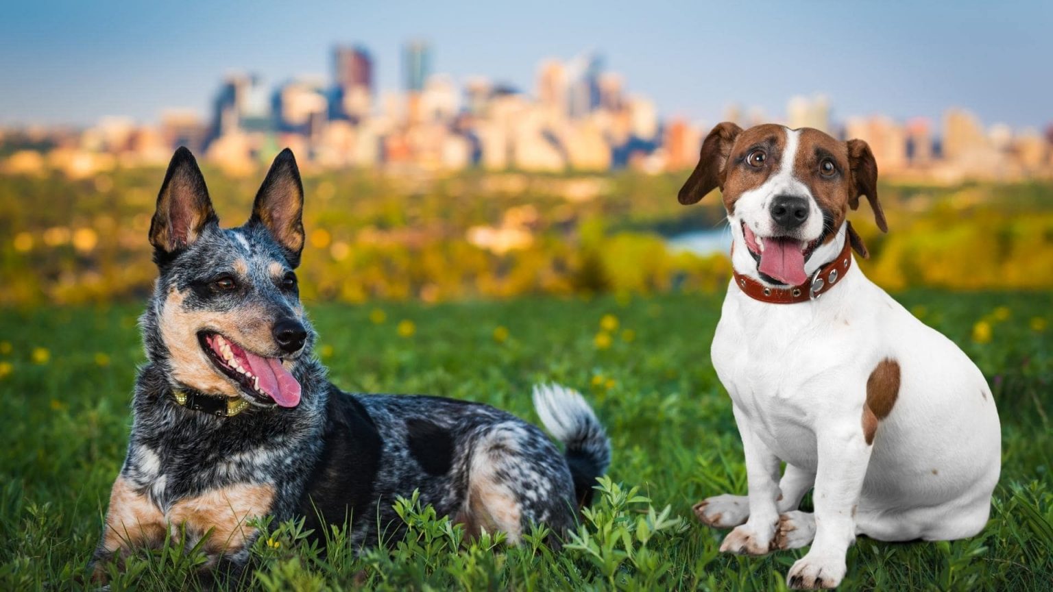 Blue Heeler Jack Russell Mix (AKA Cattlejack): Breed Profile