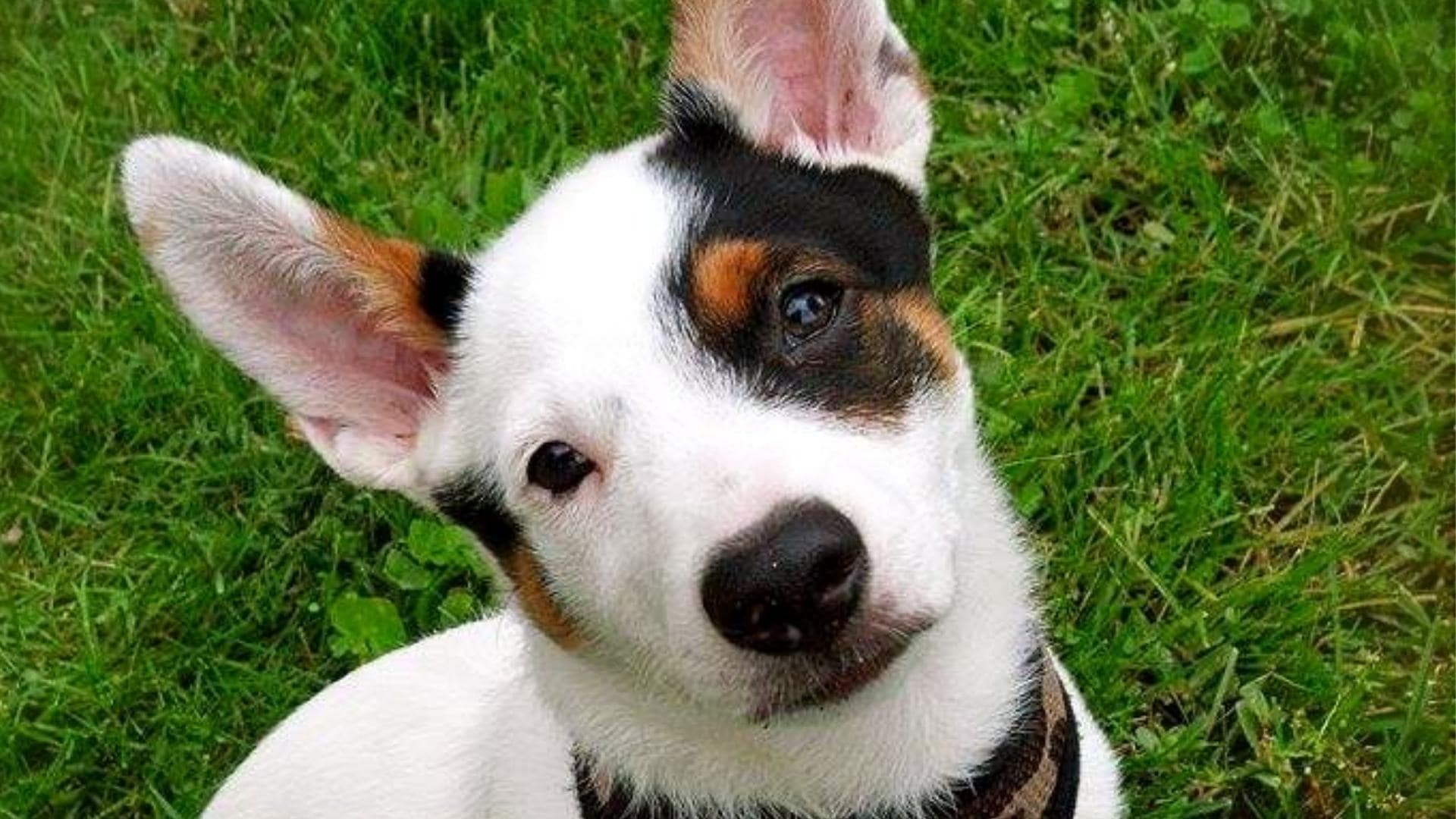 Blue Heeler Corgi Mix (AKA The Cowboy Corgi): Complete Guide