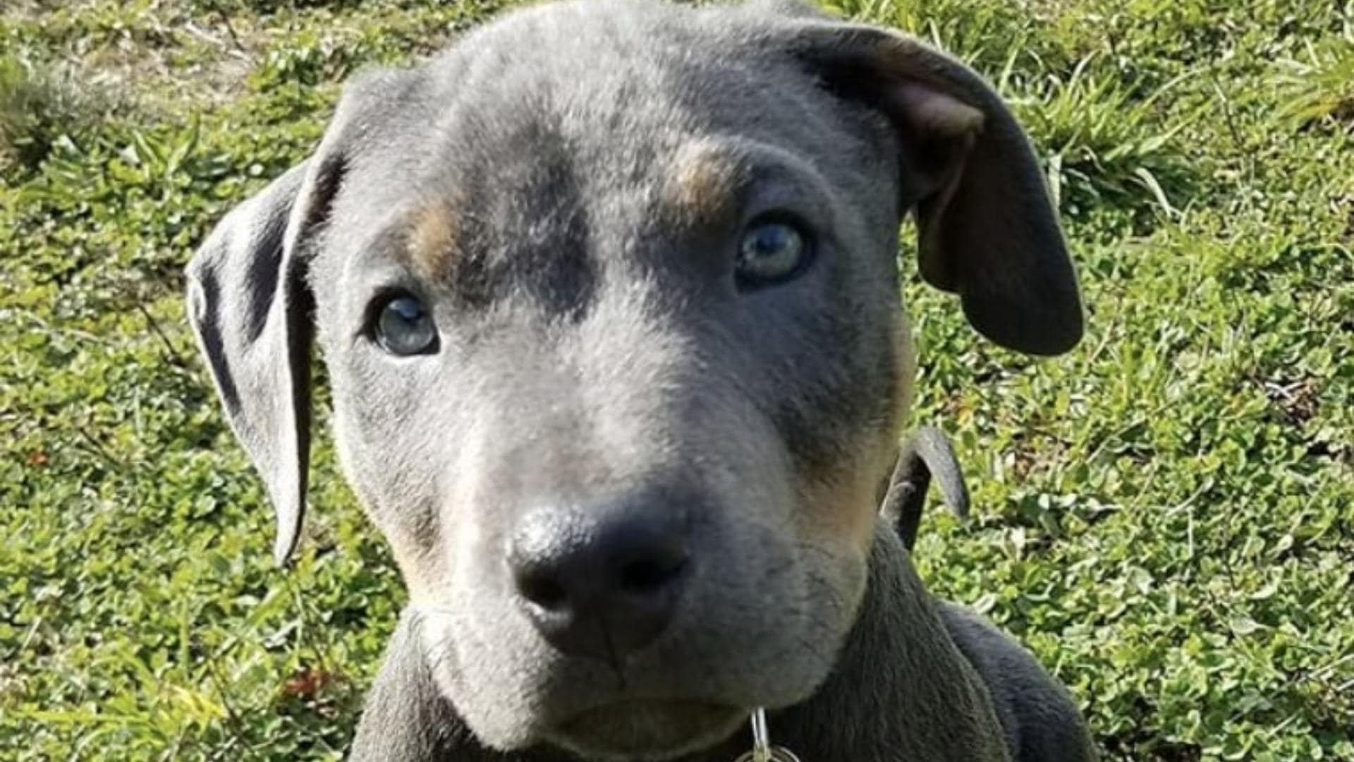 The Rare Red Rottweiler: Everything You Need To Know (Guide)