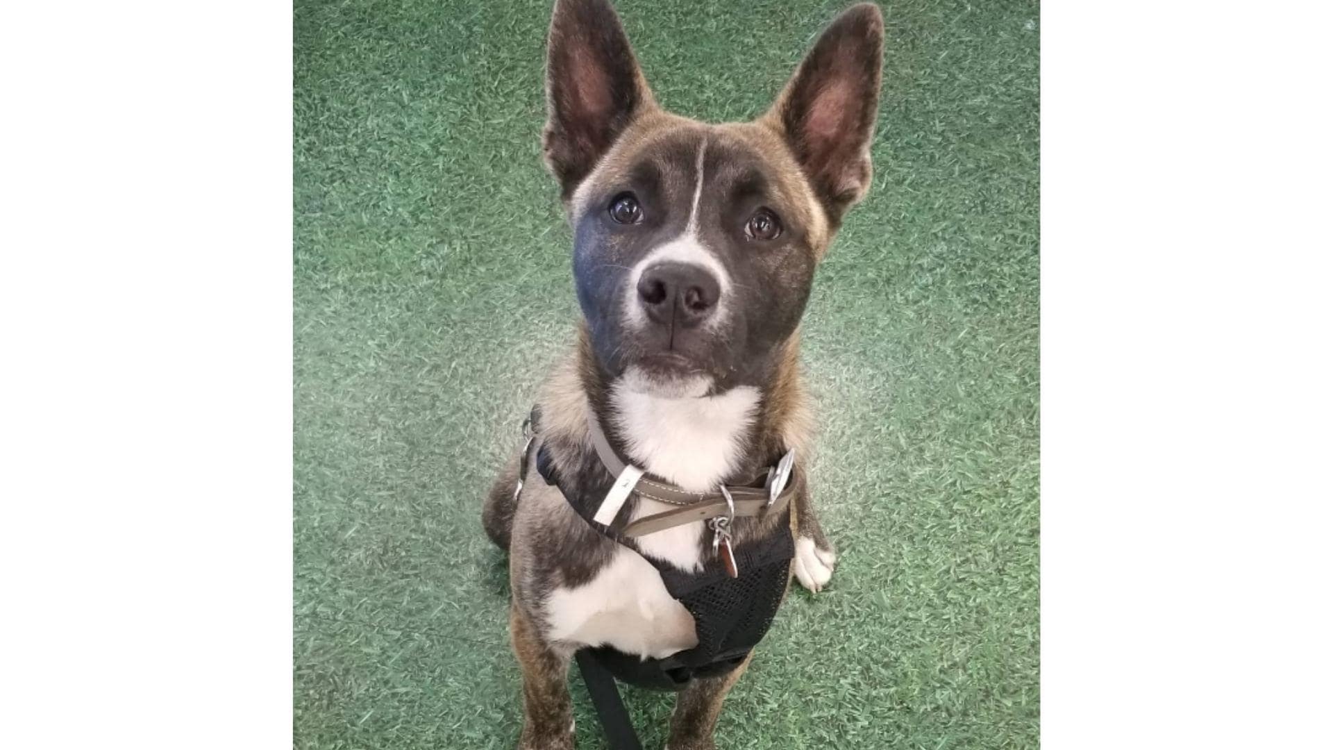 The French Bulldog Husky Mix: Everything You Need To Know