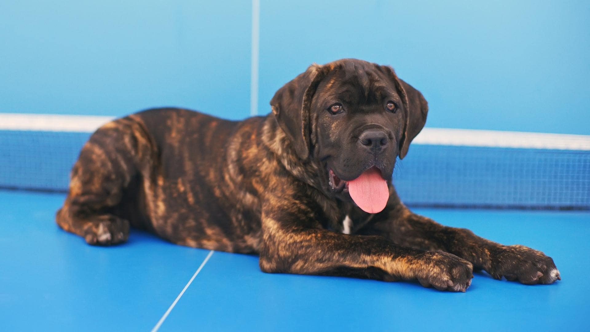 Cane Corso Colors: Common & Rare Coat Types Explained