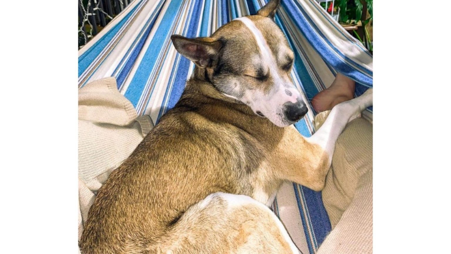 Husky Bulldog Mix (AKA The Bullsky): All You Need To Know