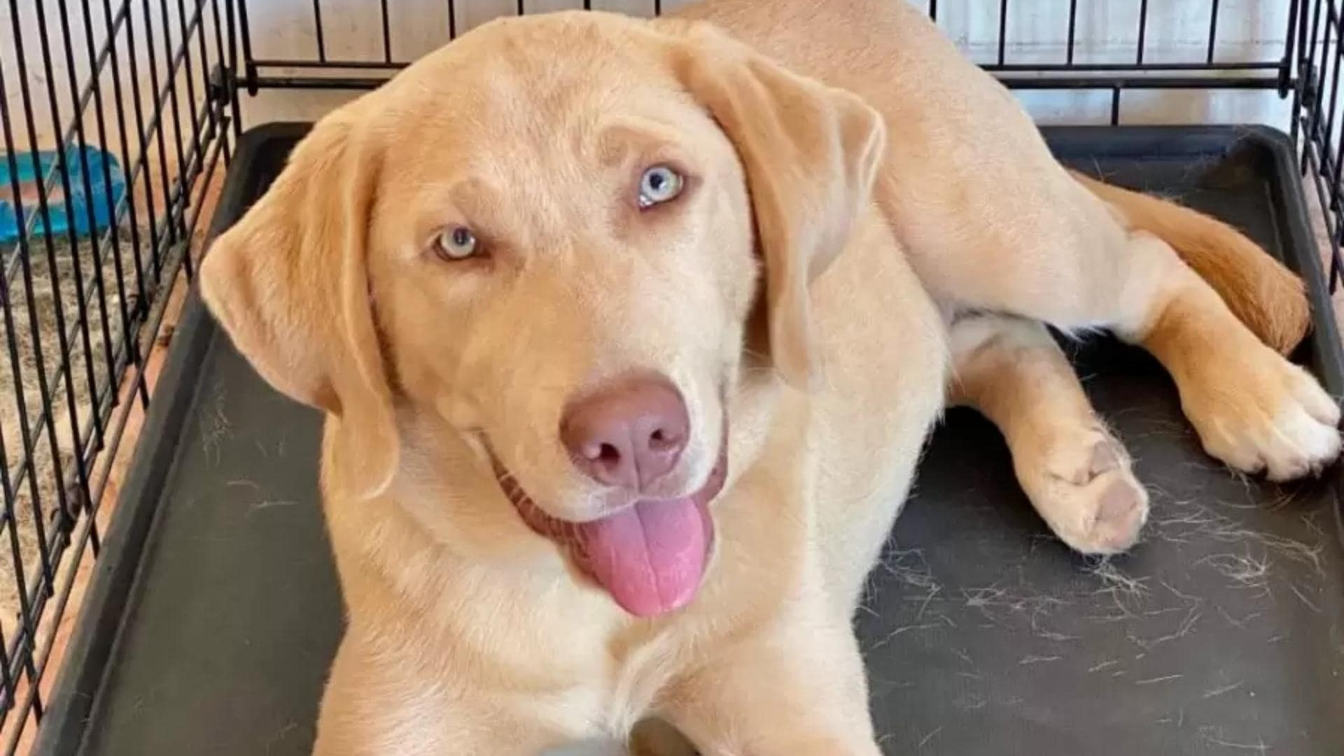 Champagne Lab: A Guide To The Controversial Labrador