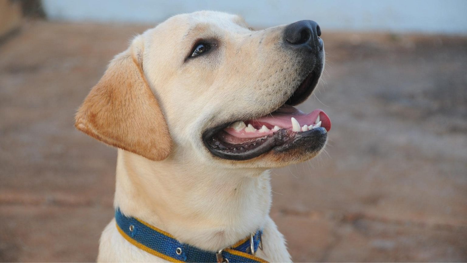 Champagne Lab: A Guide To The Controversial Labrador