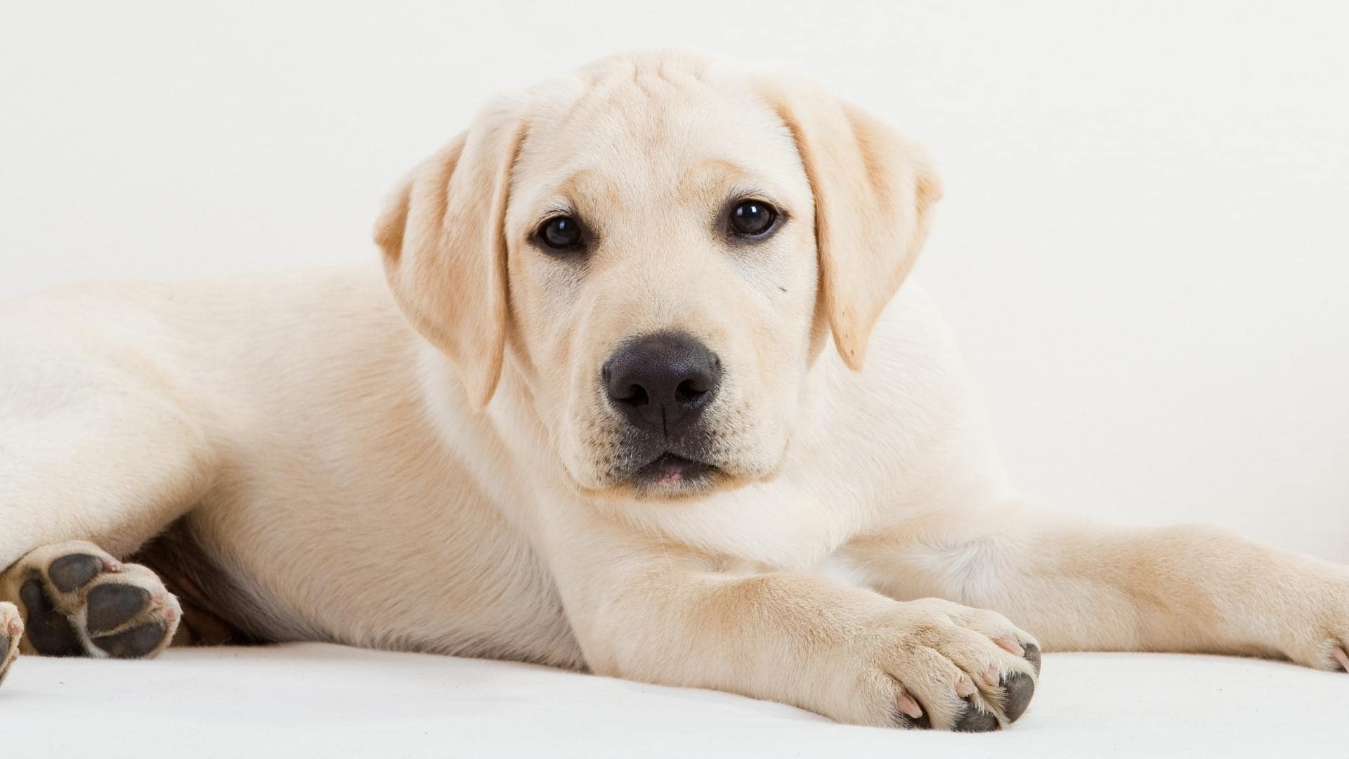 Champagne Lab: A Guide To The Controversial Labrador