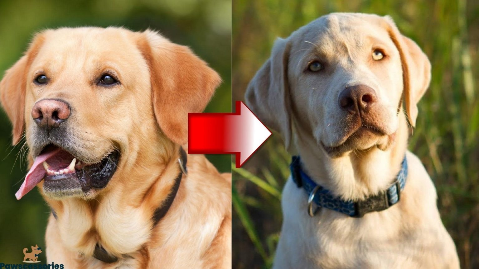 Champagne Lab: A Guide To The Controversial Labrador