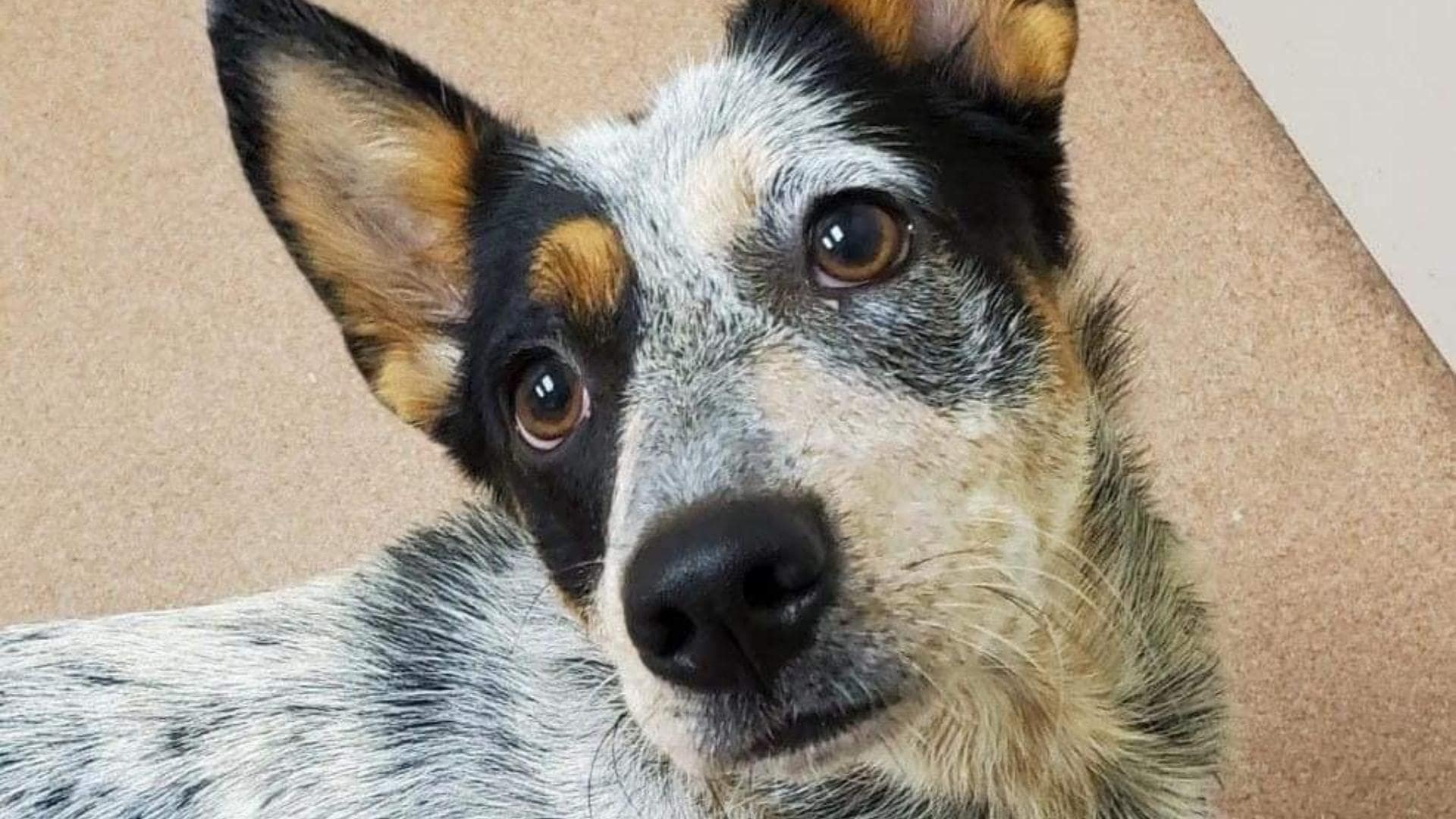 Blue Heeler Corgi Mix (AKA The Cowboy Corgi): Complete Guide