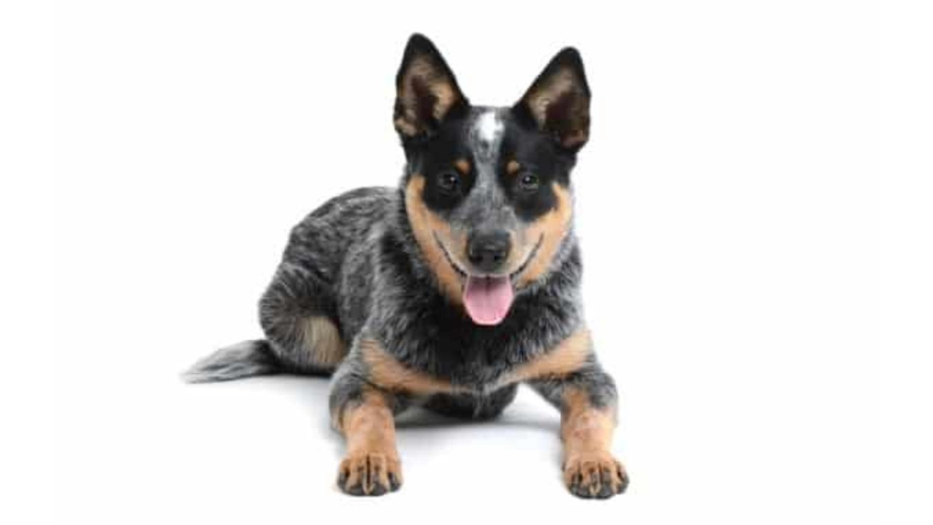 Blue Heeler Corgi Mix (AKA The Cowboy Corgi): Complete Guide