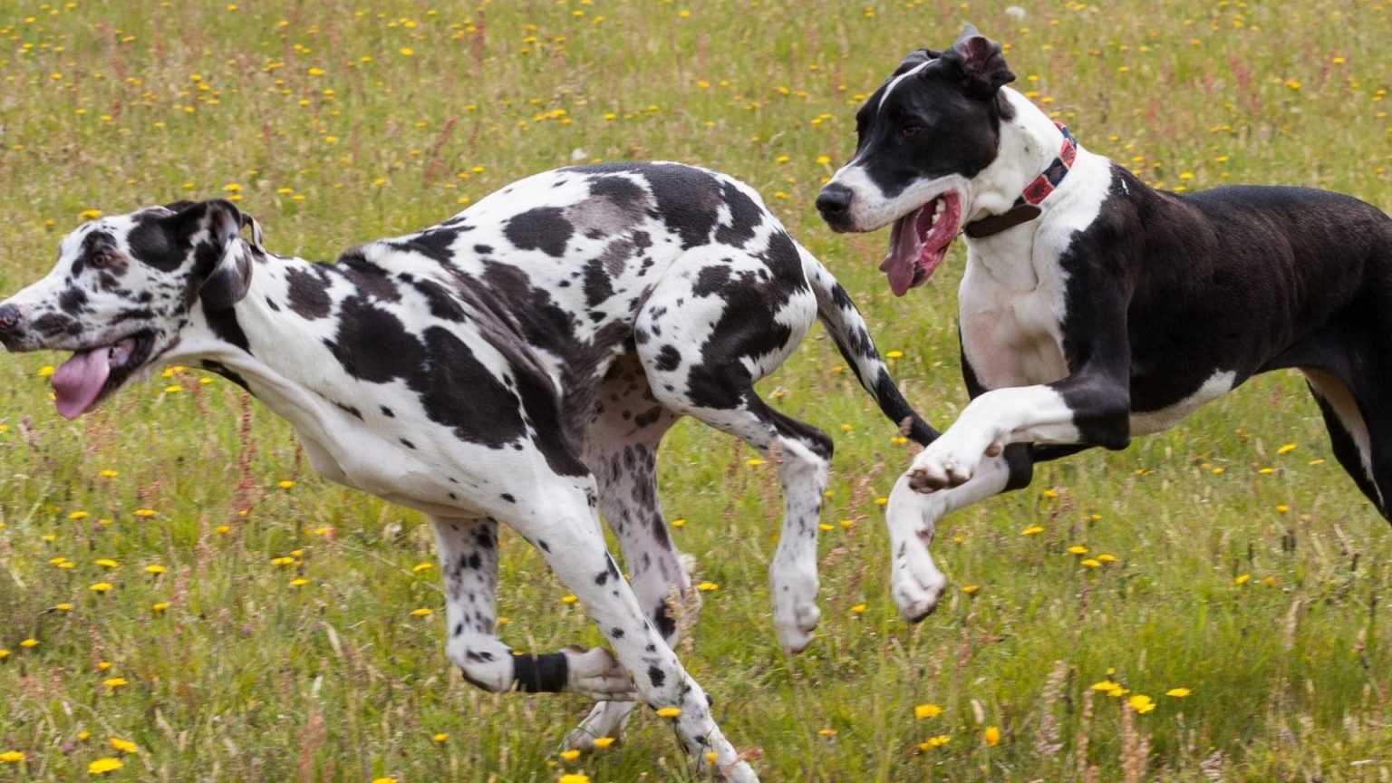 Great Dane Doberman Mix (Doberdane): All You Need To Know