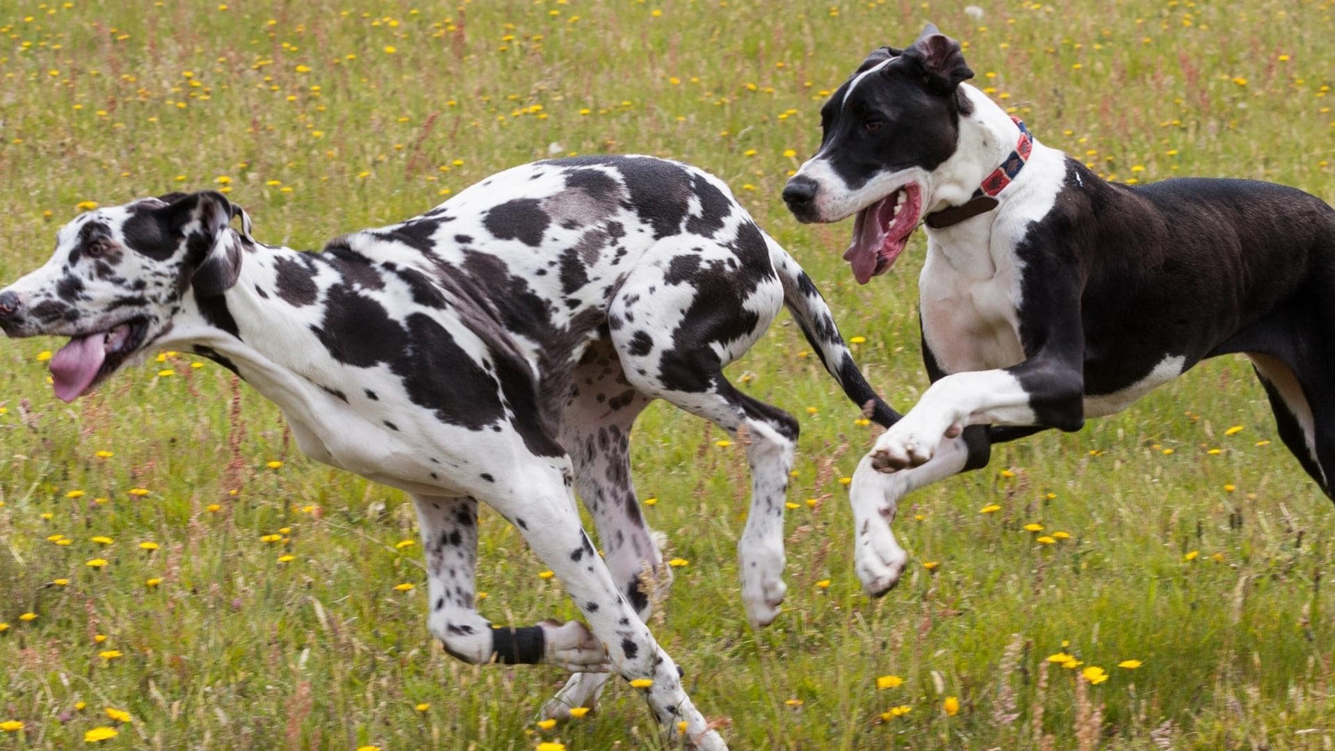 Great Dane Doberman Mix (Doberdane): All You Need To Know