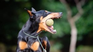 Top 17 Dog Breeds With The Strongest Bite Force PSI