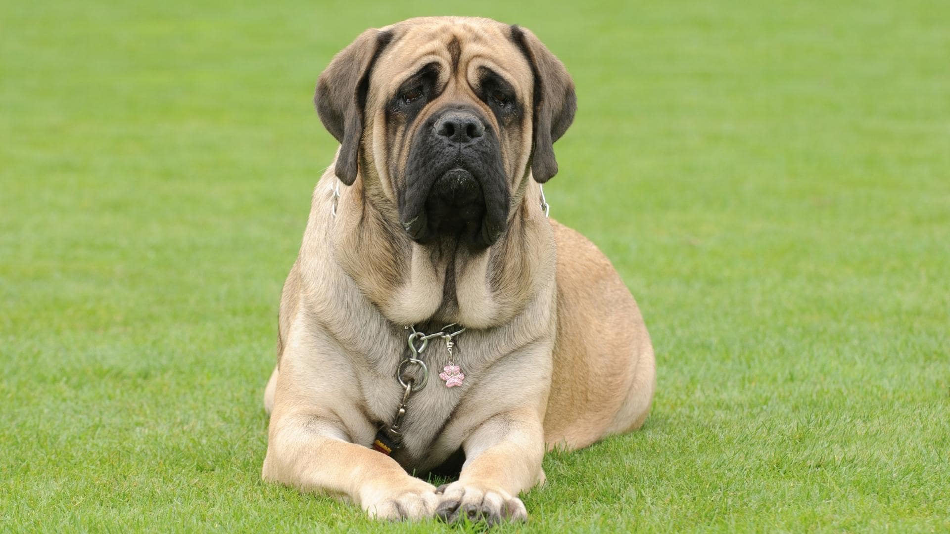 11 Dog Breeds With Black Muzzles (With Pictures!)