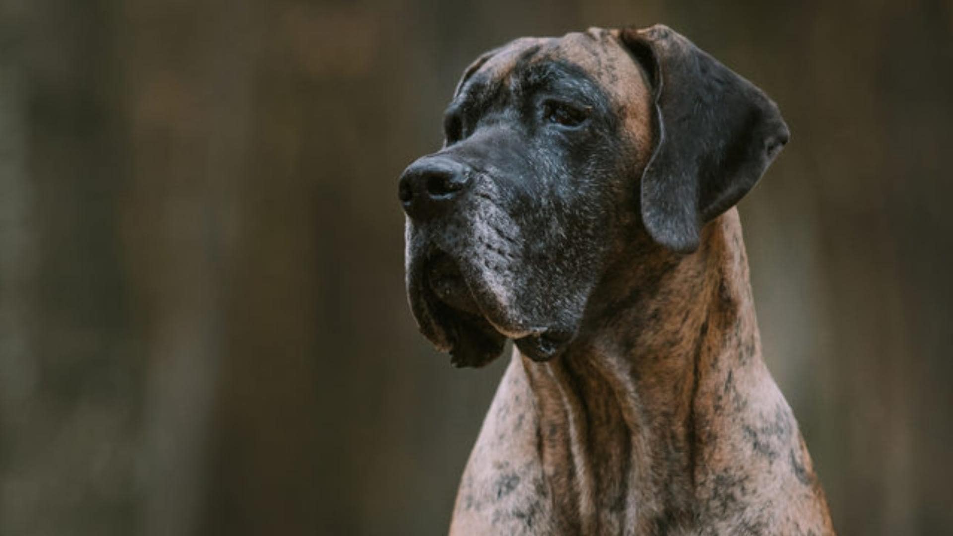American Vs. European Great Dane: Comparison Between Them