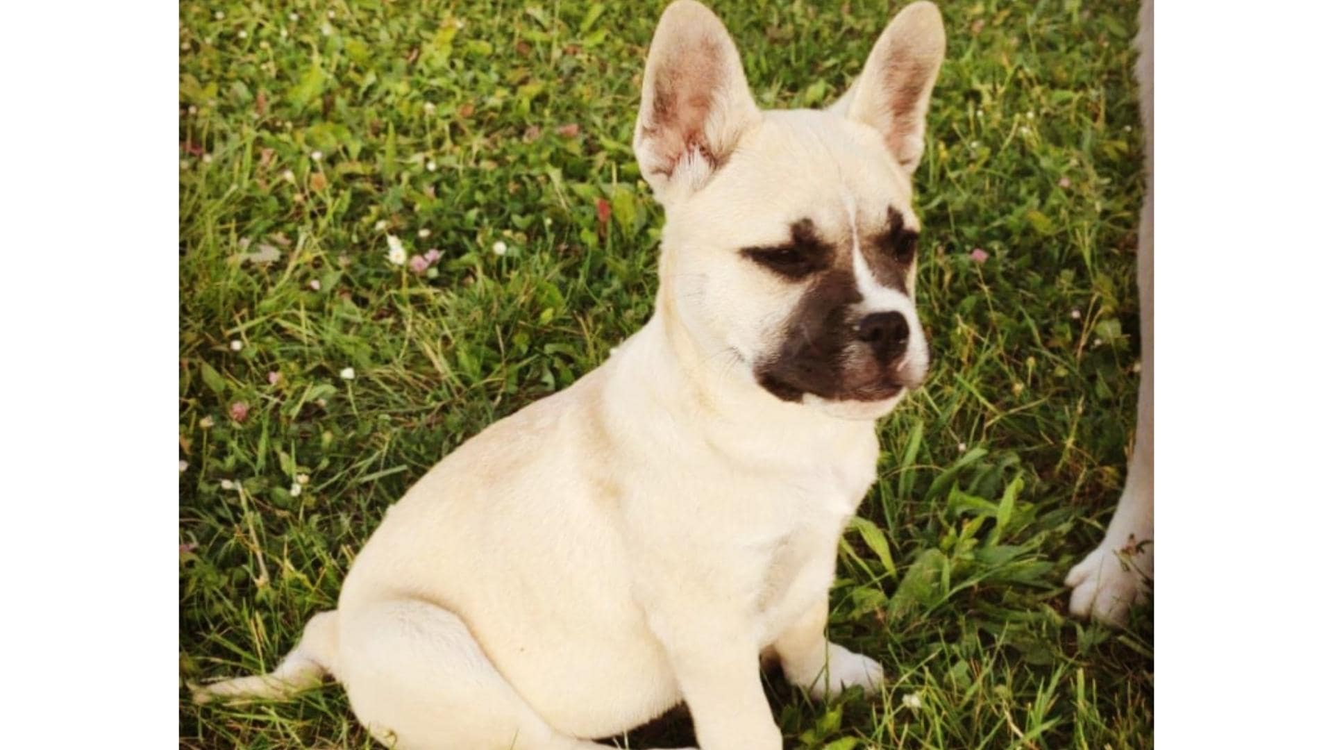 The French Bulldog Husky Mix: Everything You Need To Know