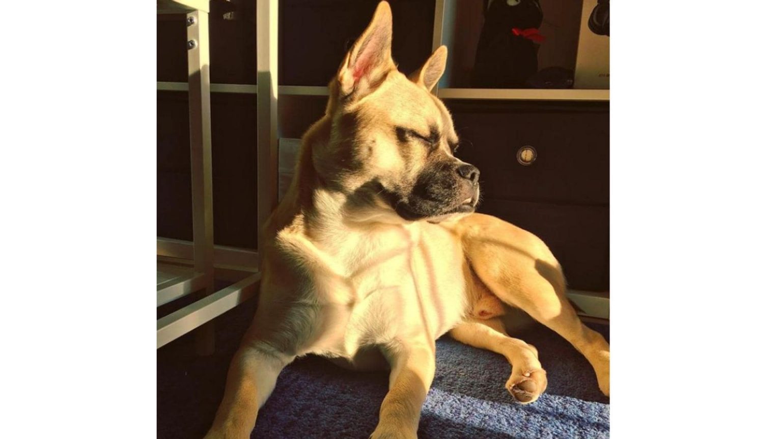 The French Bulldog Husky Mix: Everything You Need To Know