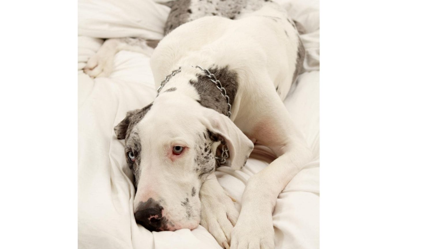 The Merle Great Dane: Everything You Need To Know