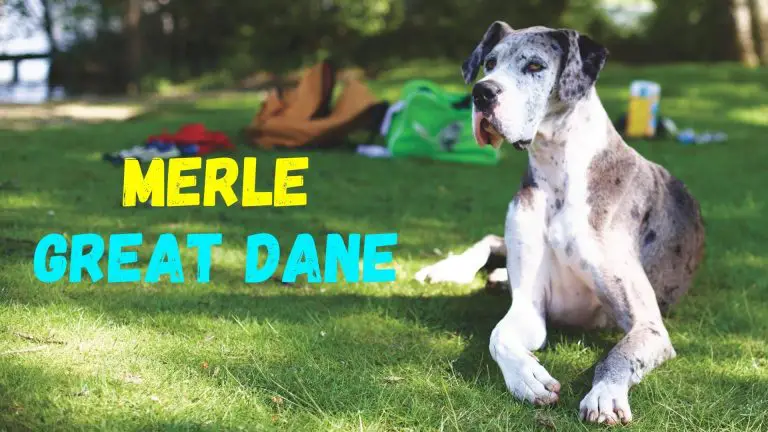 The Merle Great Dane: Everything You Need To Know