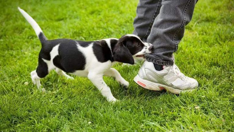 My Puppy Won't Stop Biting Me - I've Tried Everything!
