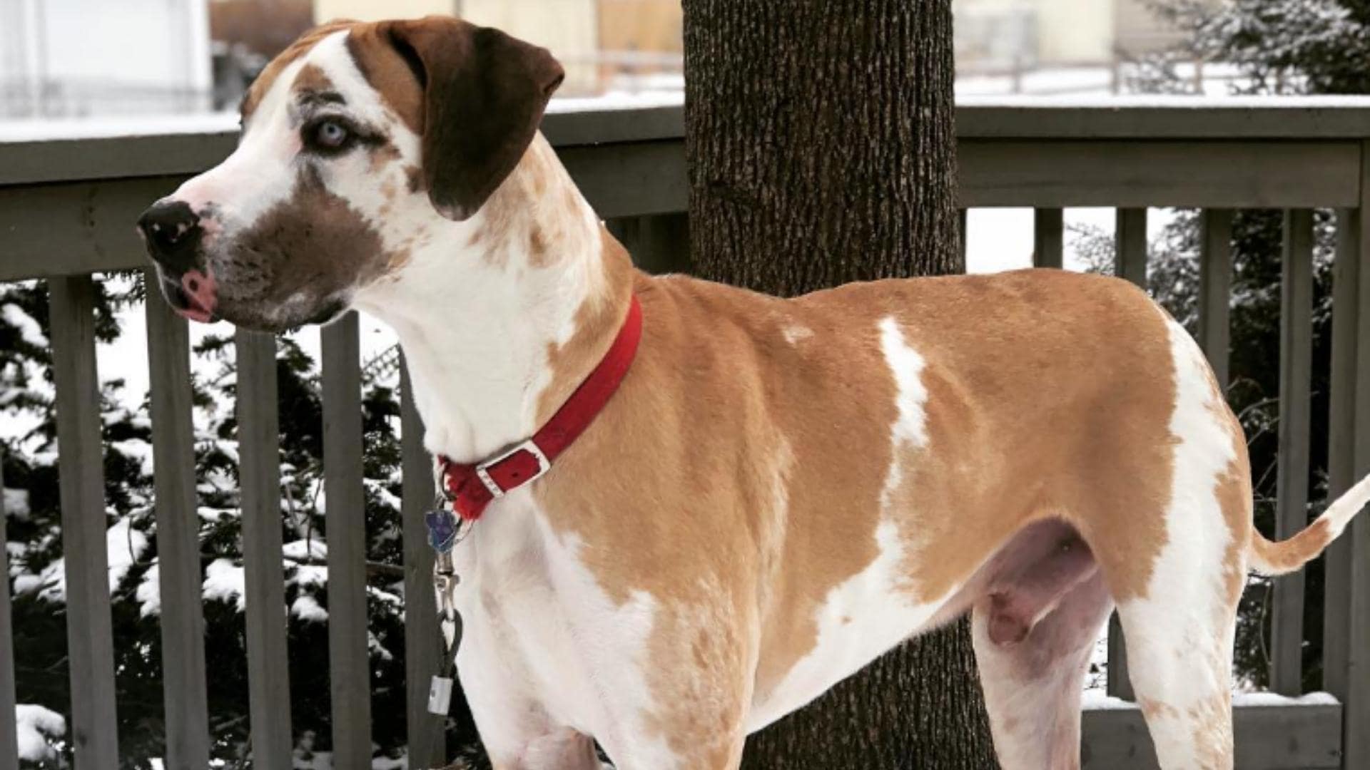 The Merle Great Dane: Everything You Need To Know