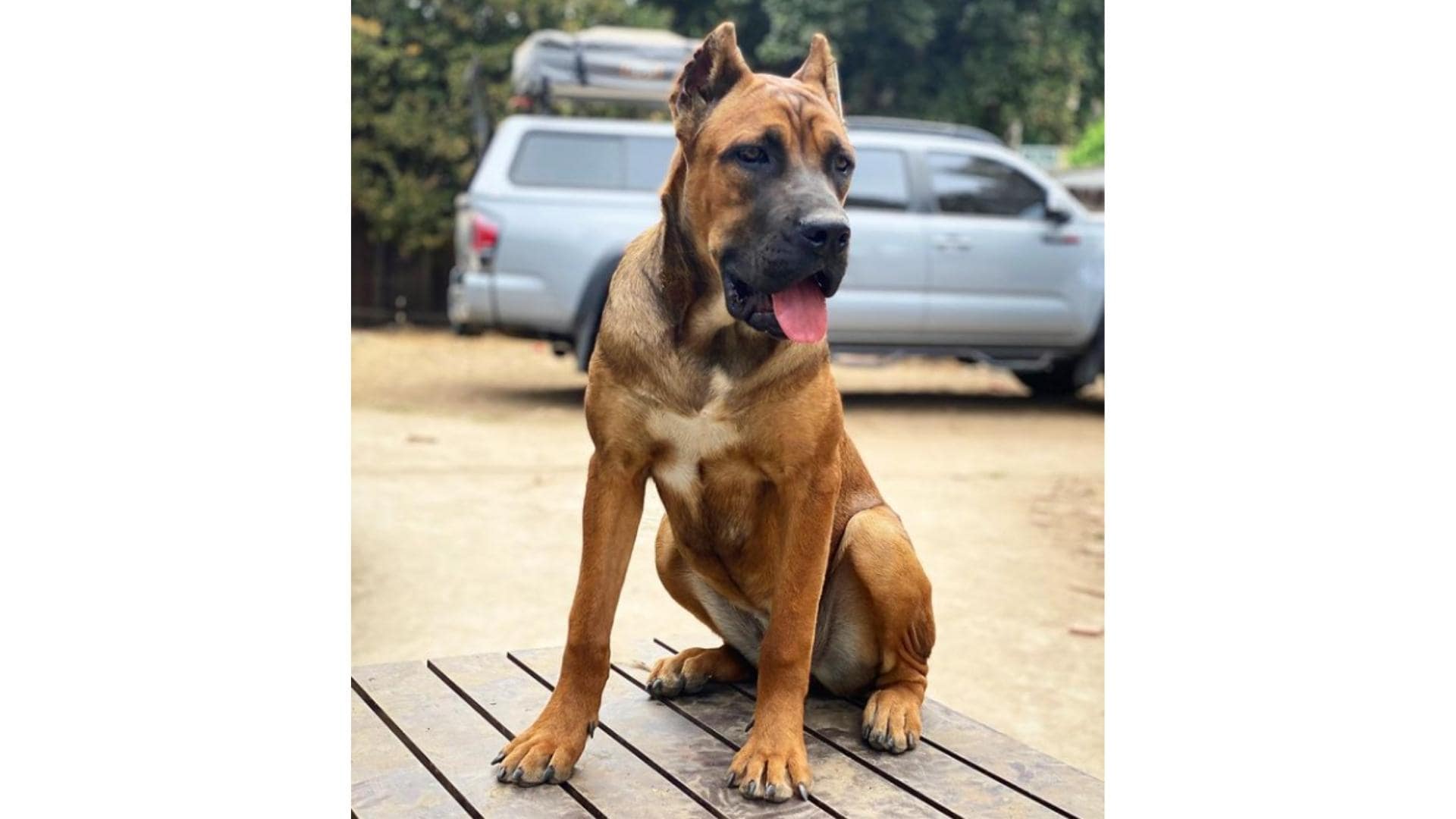 Cane Corso Colors: Common & Rare Coat Types Explained