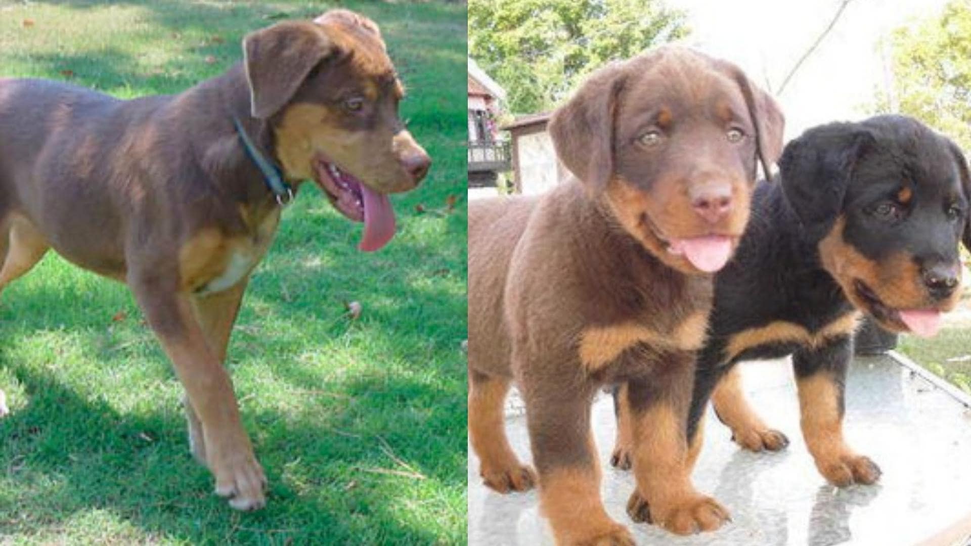 The Rare Red Rottweiler: Everything You Need To Know (Guide)