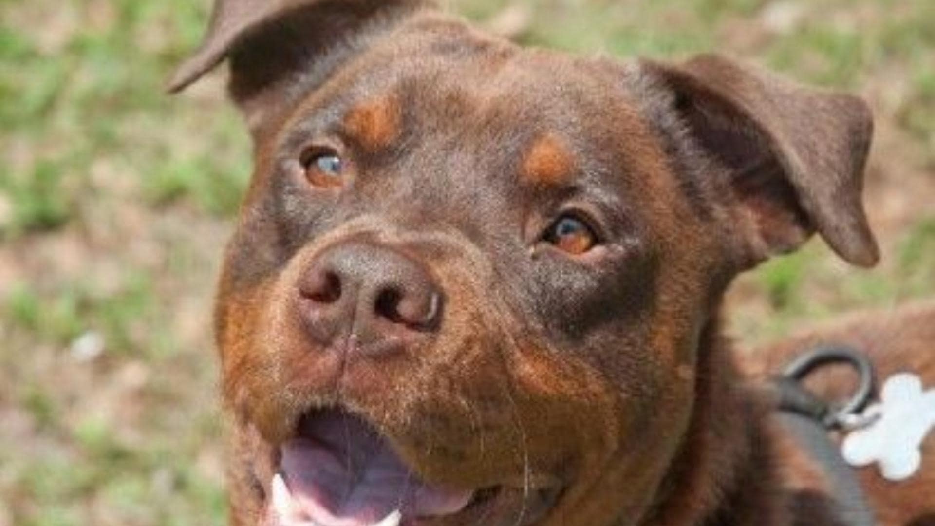 The Rare Red Rottweiler: Everything You Need To Know (Guide)