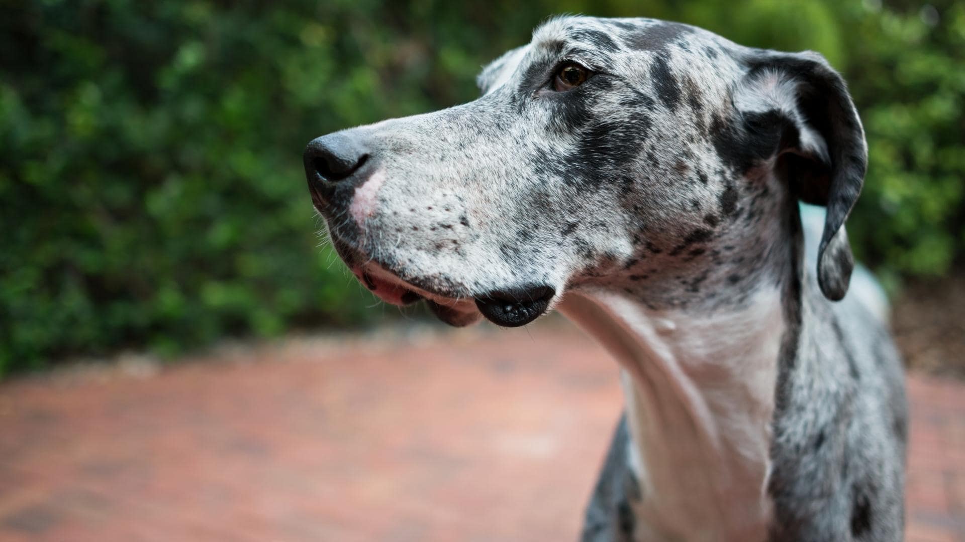 The Merle Great Dane: Everything You Need To Know