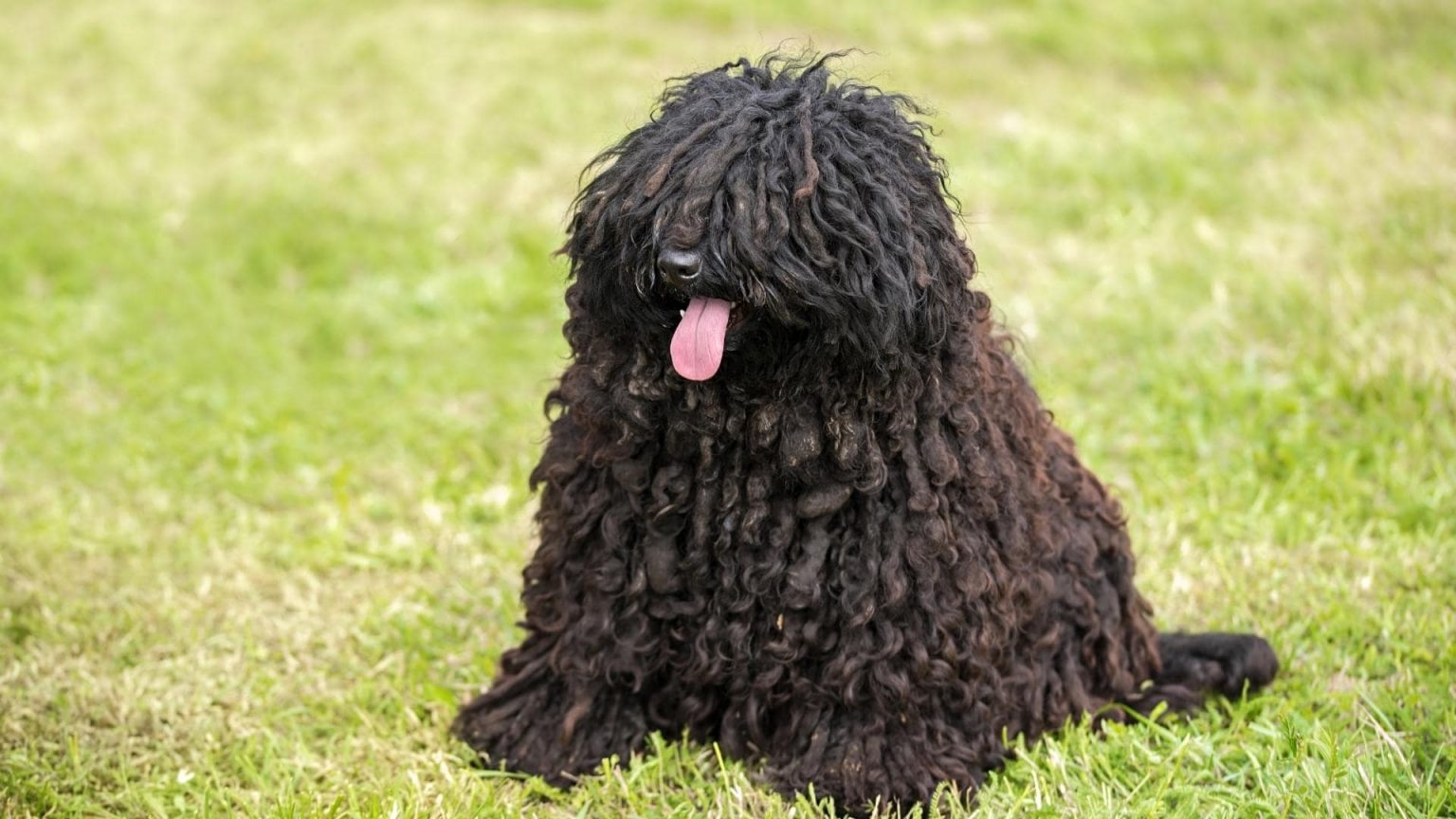 13 Small Fluffy Black Dogs (With Pictures)