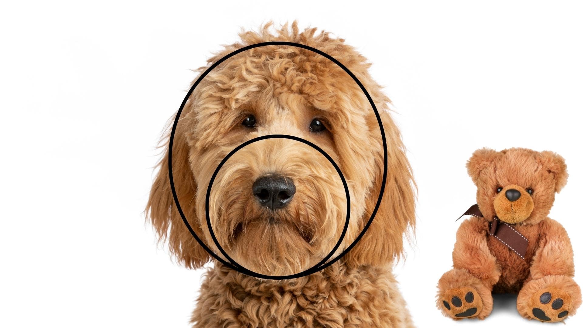 Teddy Bear Goldendoodle Haircut & Simple Grooming Tips