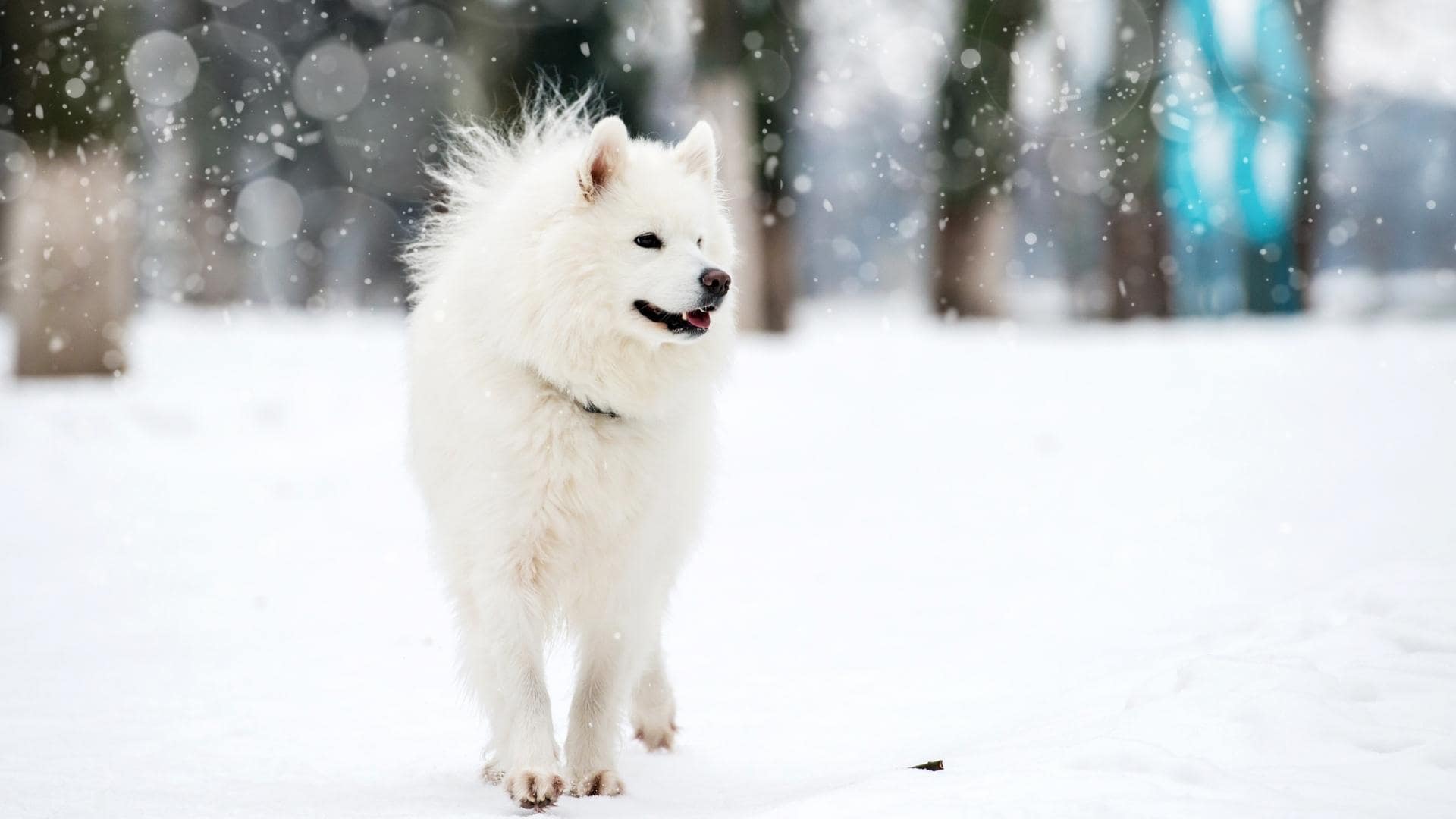 15 Big White Long Haired Dogs (With Pictures!)