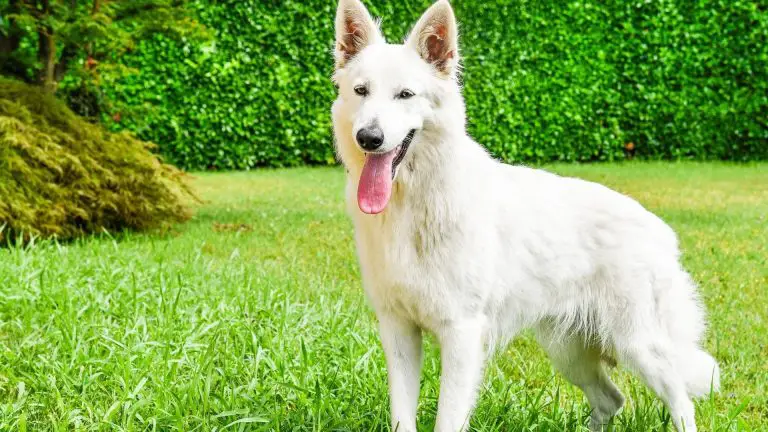 15 Big White Long Haired Dogs (With Pictures!)