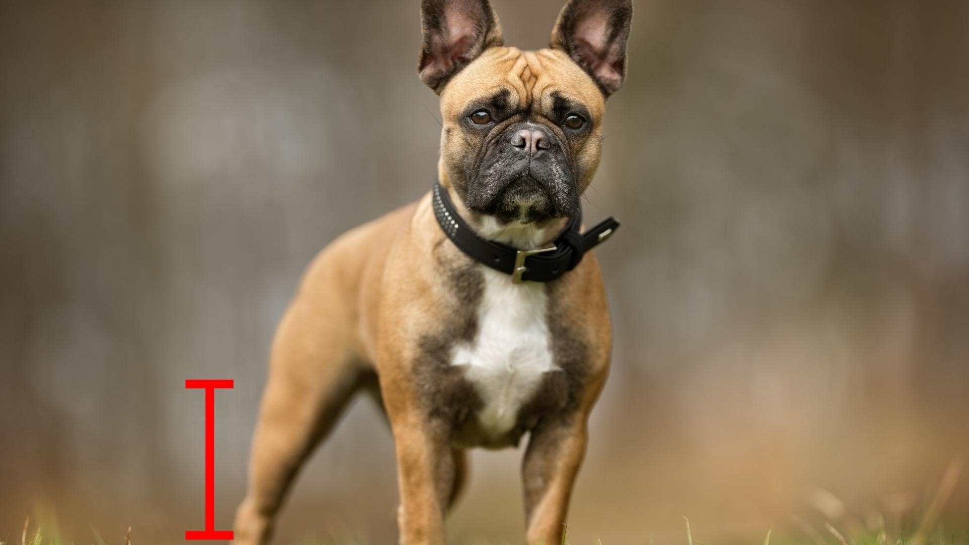 Tall French Bulldog? The Truth Behind Long Legged Frenchies