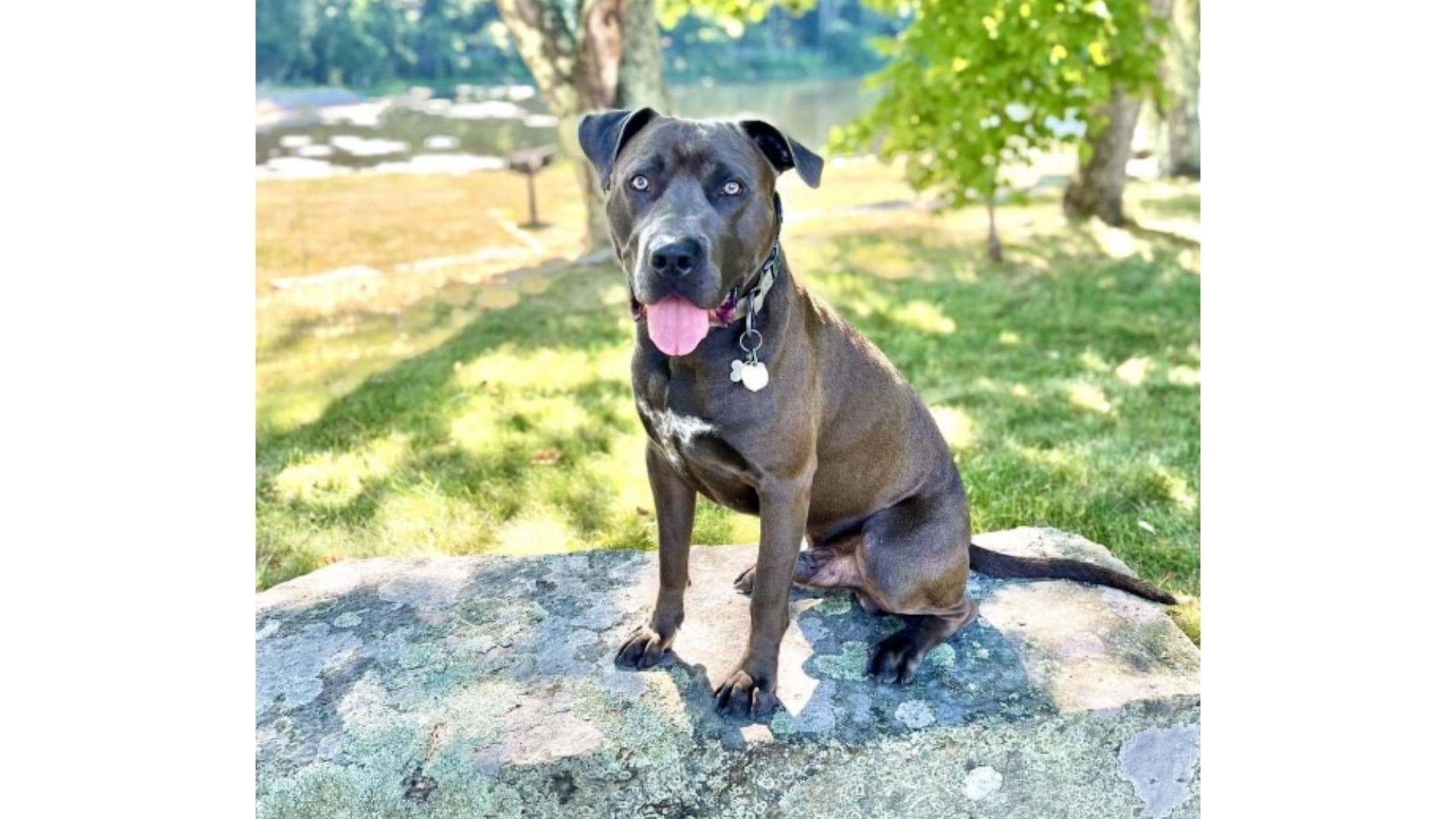 Cane Corso Pitbull Mix (AKA The Pit Corso): Breed Profile