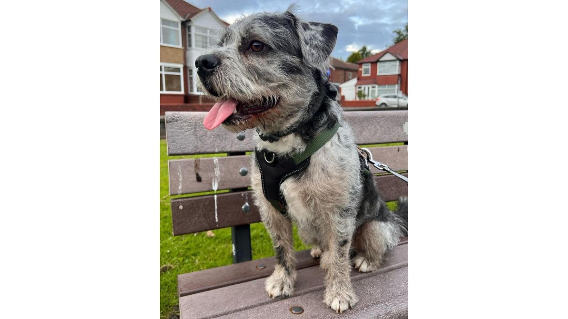 French Bulldog Poodle Mix (AKA French Boodle): Breed Guide