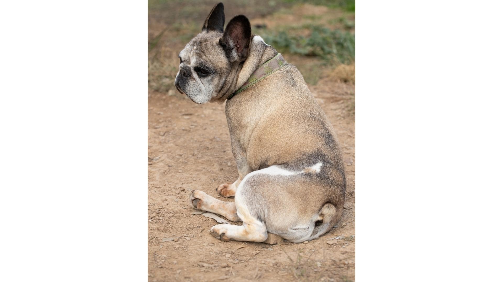 French Bulldog Tail: Docked Or Born Without? (Explained)
