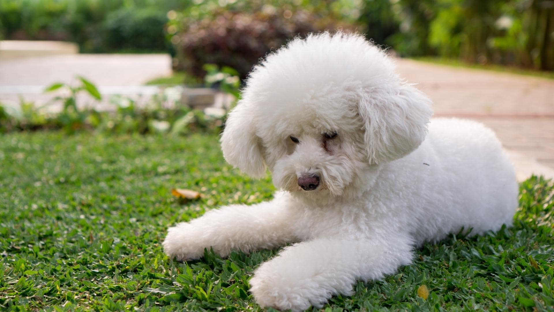 White Toy Poodle: Price, Adult Size, Care Guide & More