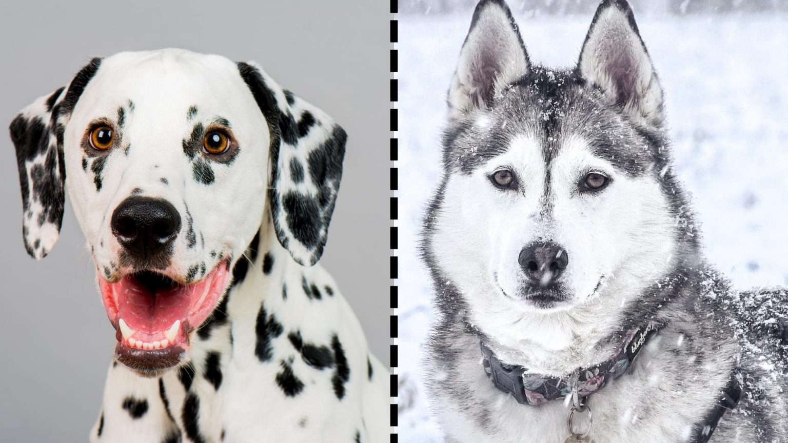 Dalmatian Husky Mix (AKA The Dalusky): Full Breed Guide