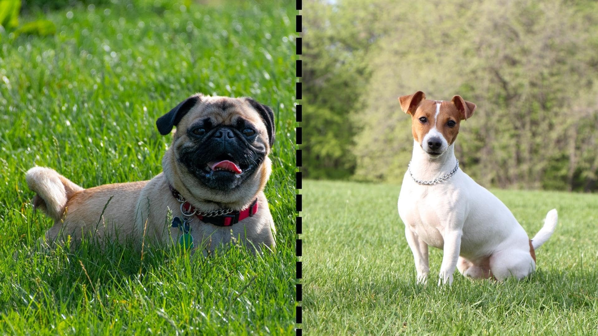 Retro Pug (AKA Pug & Jack Russell Mix): Breed Guide