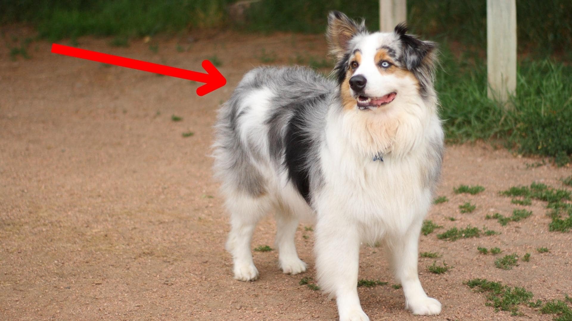 Are Australian Shepherds Born With Tails? (Fully Explained)
