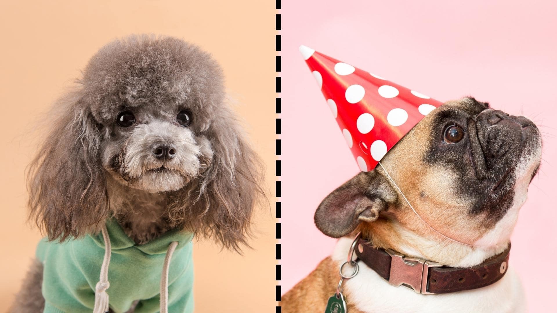 French Bulldog Poodle Mix (AKA French Boodle): Breed Guide