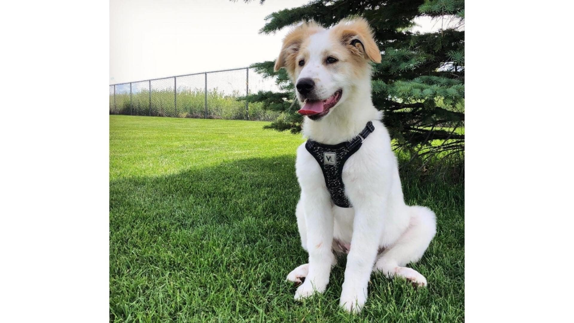 Great Pyrenees Blue Heeler Mix (AKA The Pyrenees Heeler)