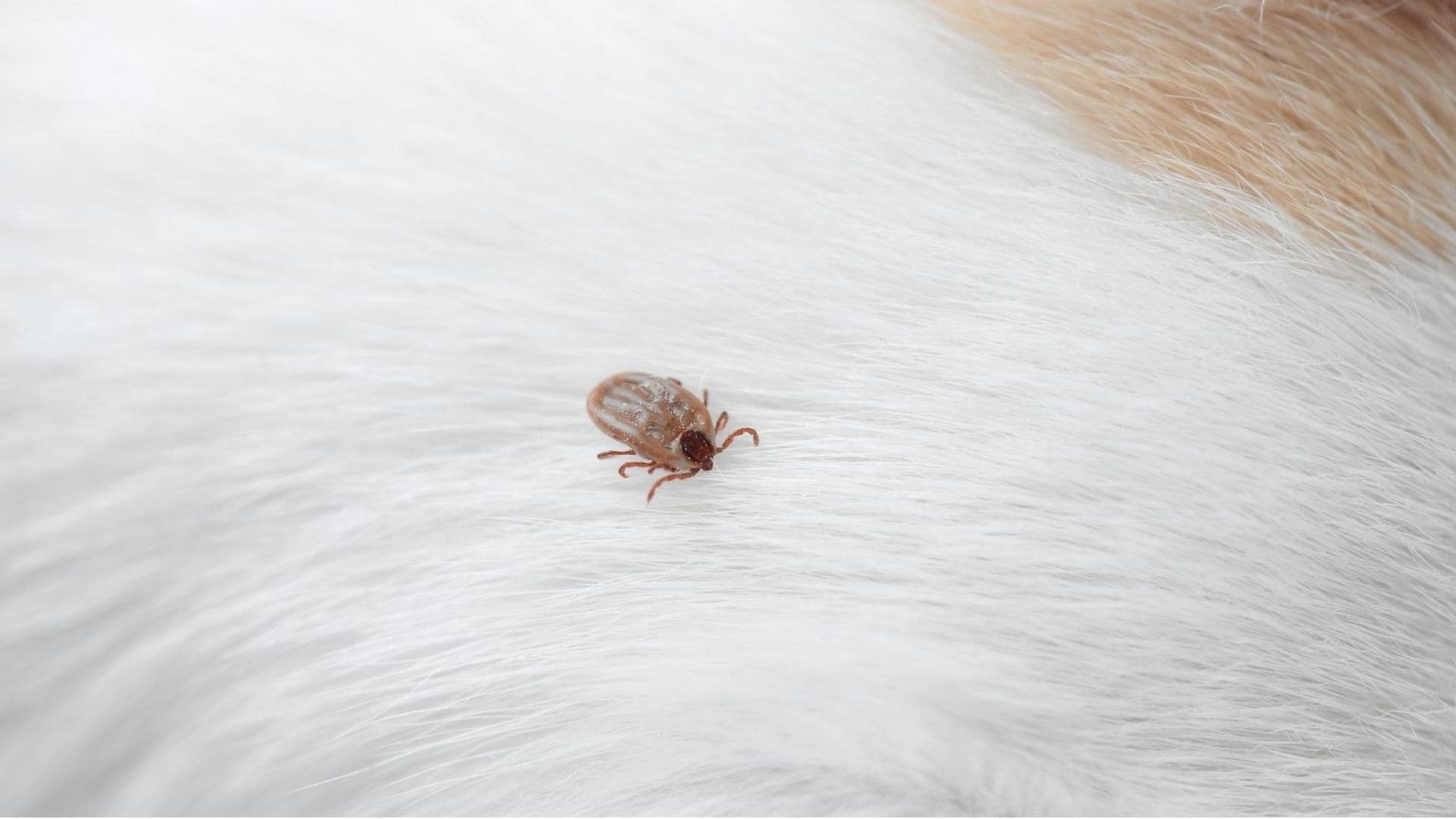 Engorged Tick On Dog | What To Do & How To Safely Remove It