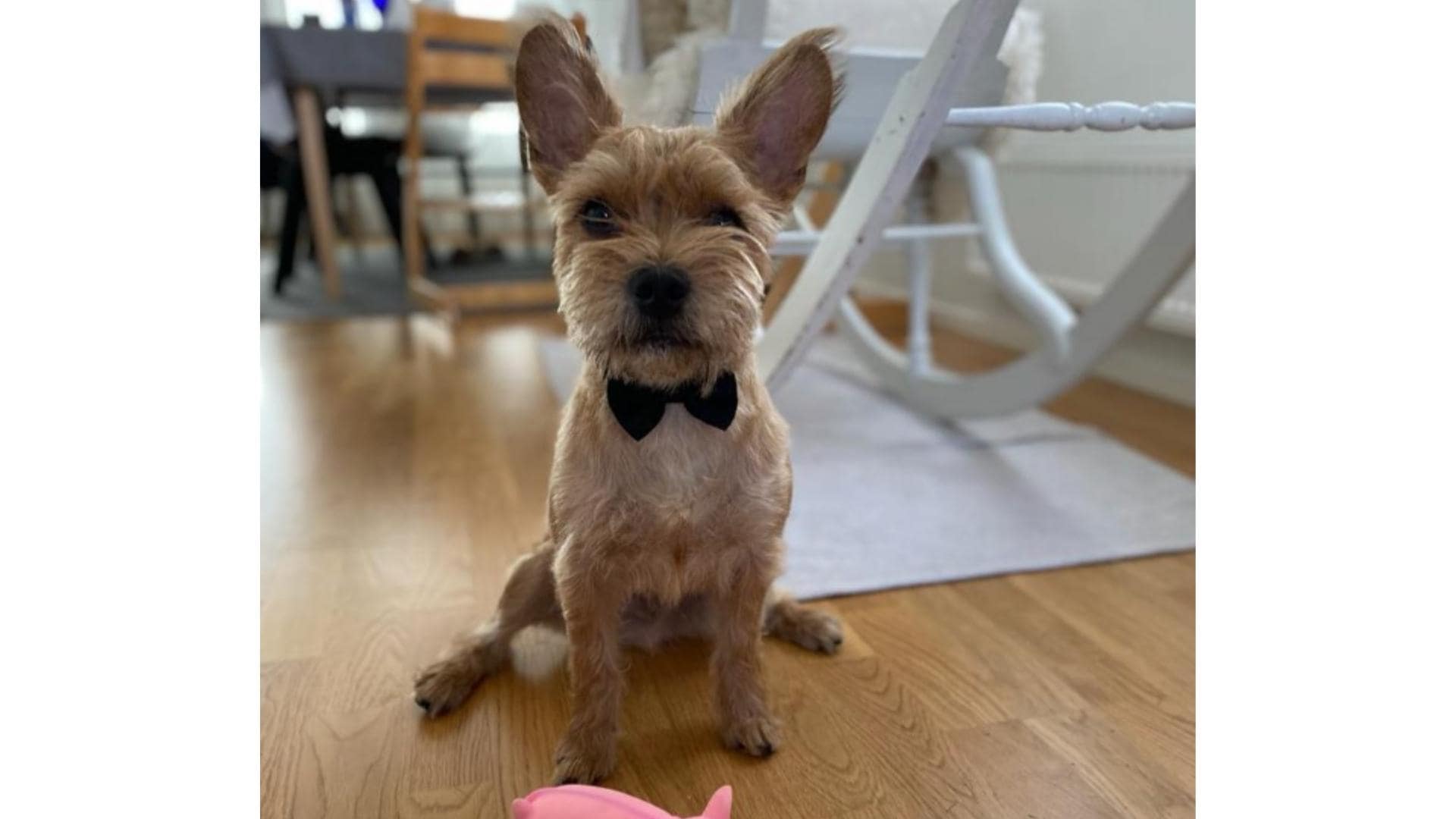 French Bulldog Yorkie Mix (AKA The Forkie): Breed Guide