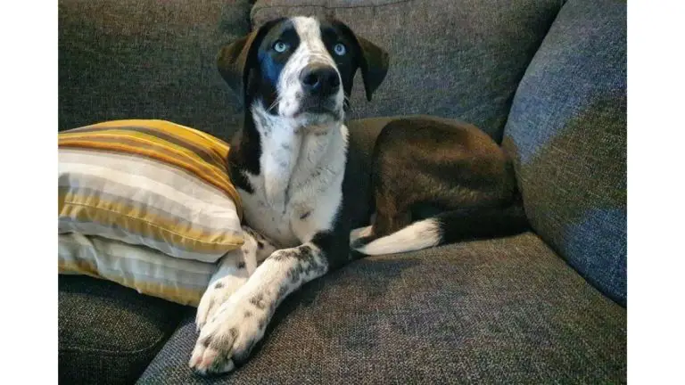 Dalmatian Husky Mix (AKA The Dalusky): Full Breed Guide