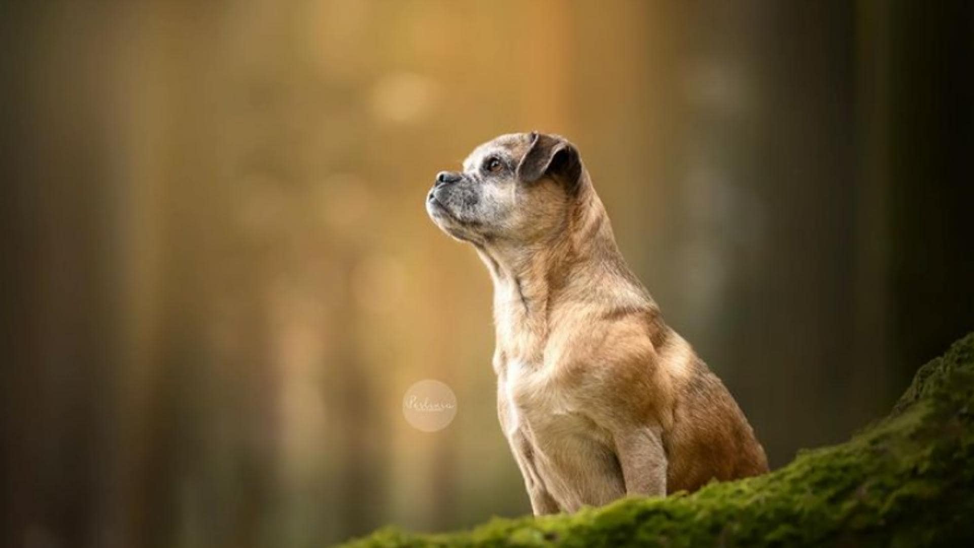 Retro Pug (AKA Pug & Jack Russell Mix): Breed Guide