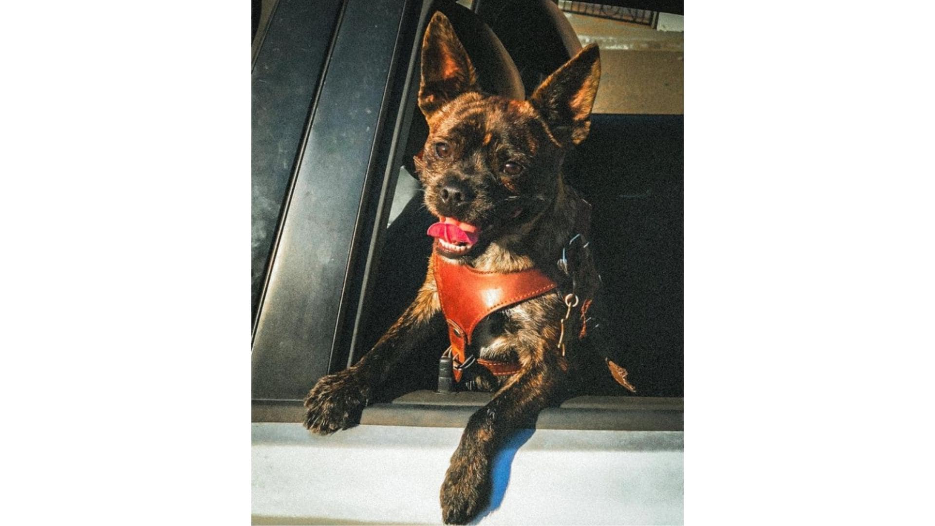 French Bulldog Yorkie Mix (AKA The Forkie): Breed Guide
