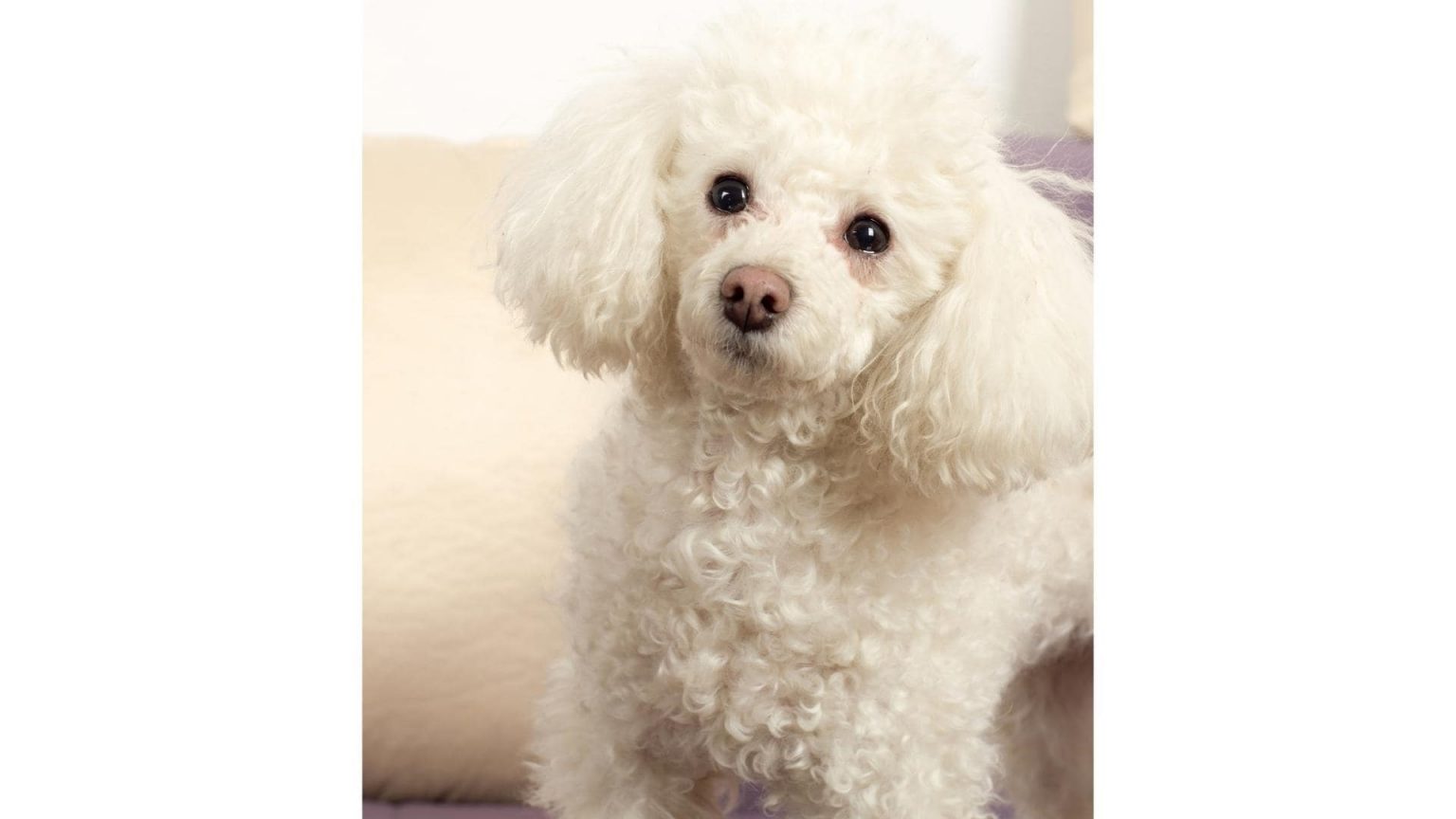 White Toy Poodle: Price, Adult Size, Care Guide & More
