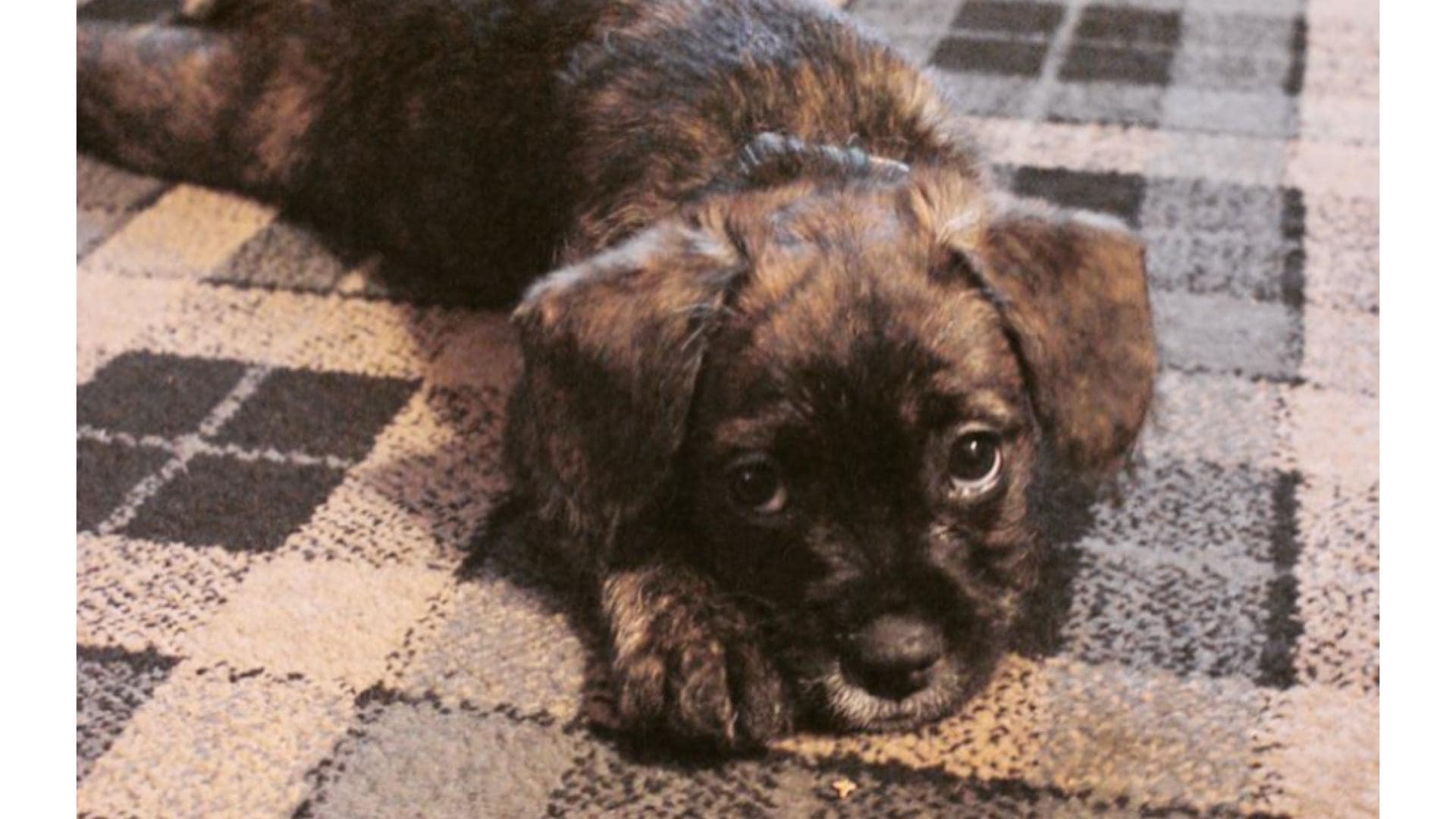 French Bulldog Poodle Mix (AKA French Boodle): Breed Guide