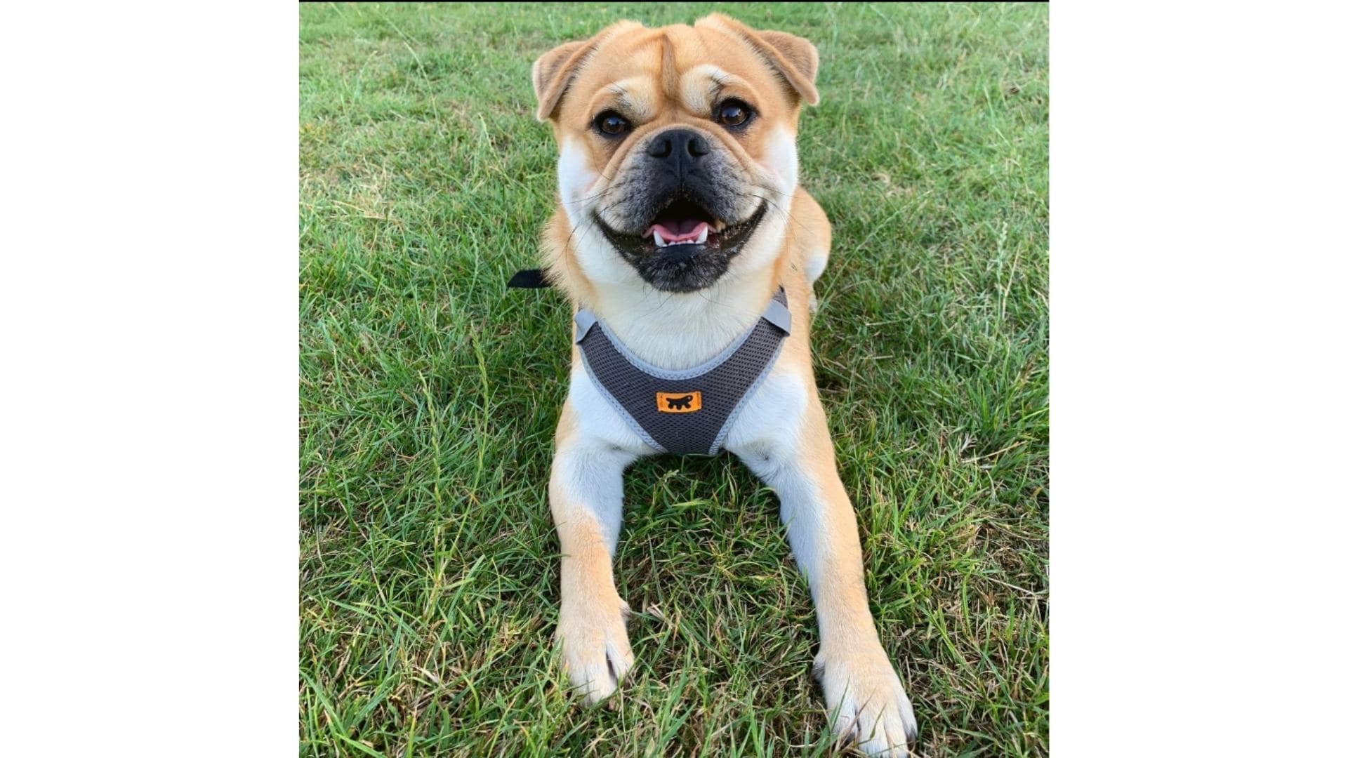 Retro Pug (AKA Pug & Jack Russell Mix): Breed Guide